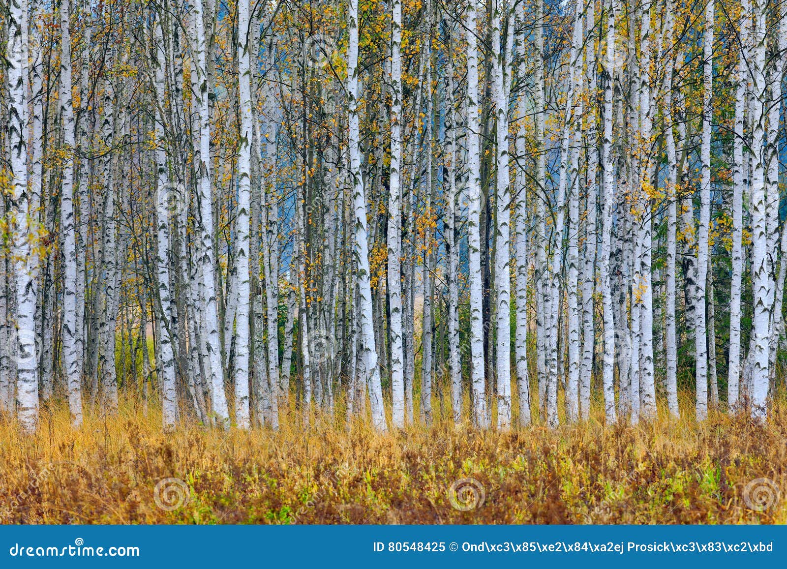 Autumn Trees in the Finland Forest. Yellow Trees with Reflection in the ...