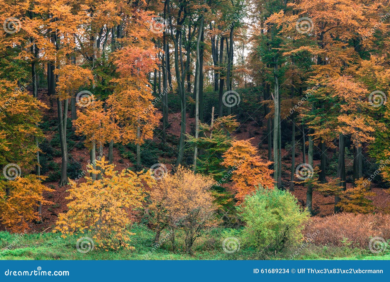 Autumn Trees stock photo. Image of leaves, forest, park - 61689234