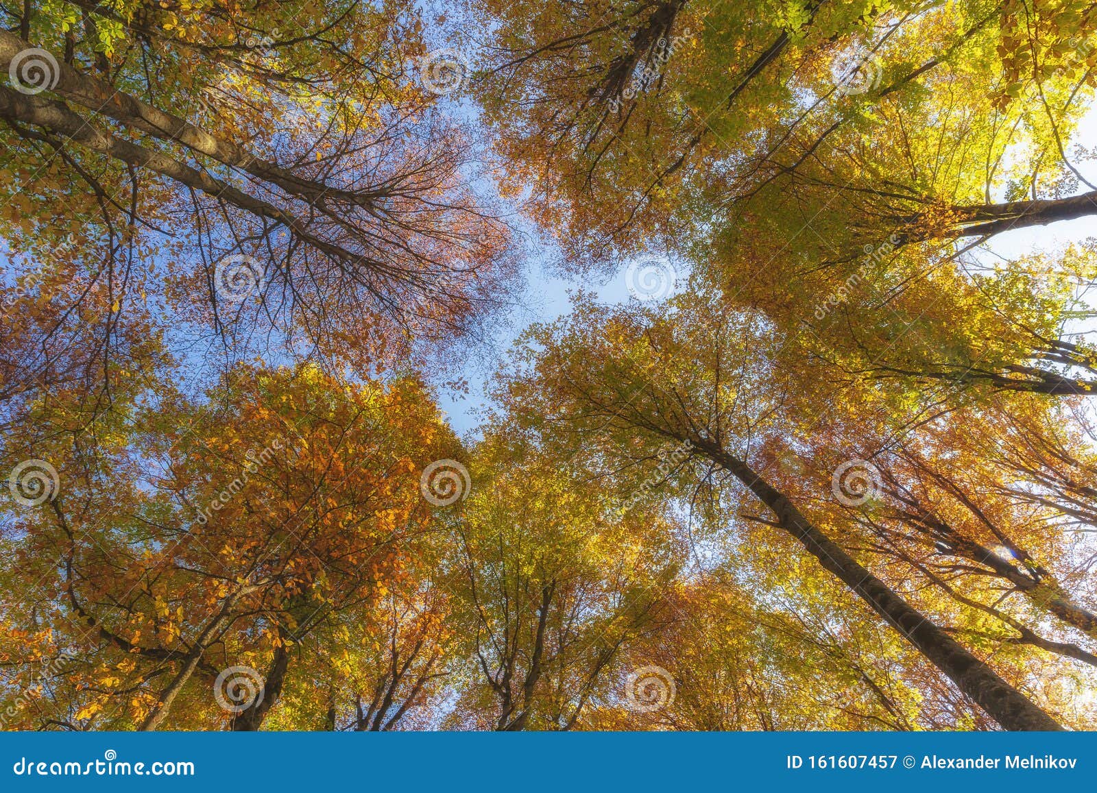 Autumn Trees in the Forest. Top To Bottom View Stock Image - Image of ...