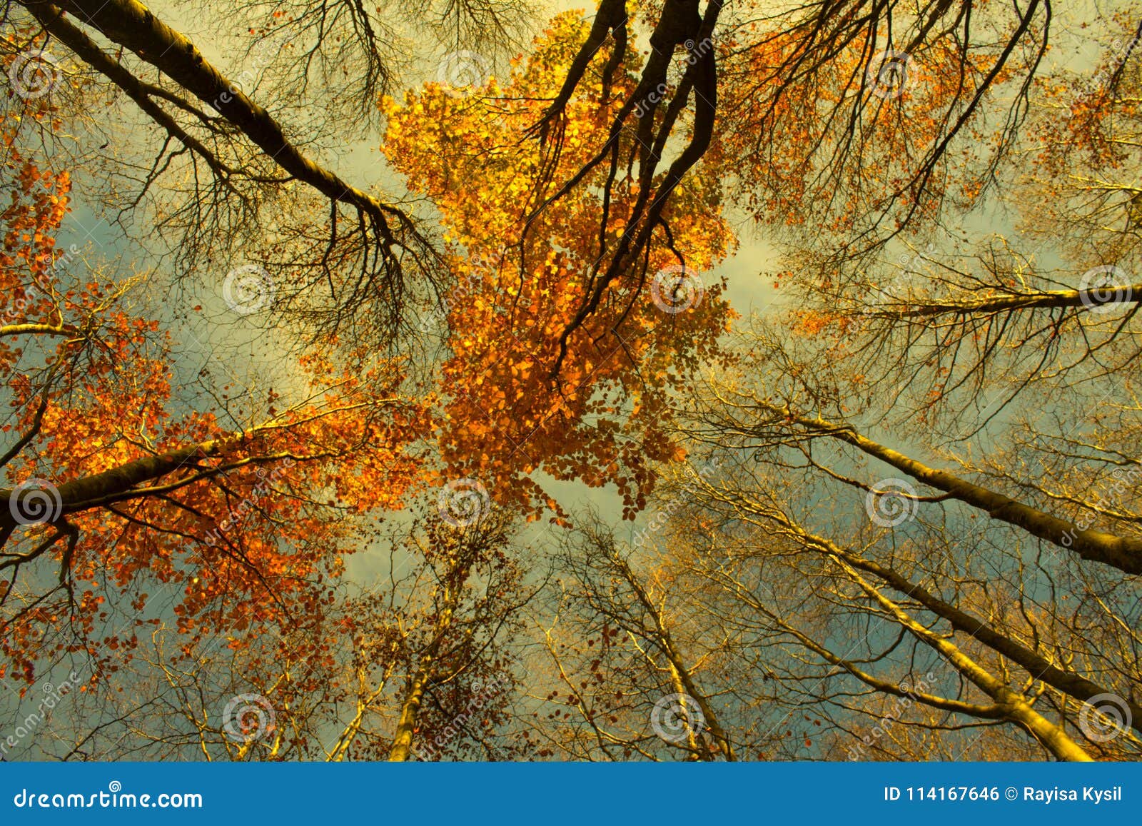 Autumn Trees in Forest.View from Below Stock Photo - Image of plants ...