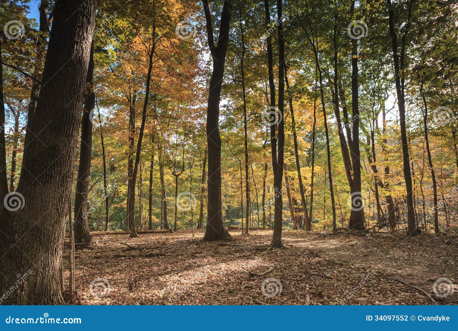 Autumn Trees in Forest Virginia Fotografia Stock - Immagine di foresta ...