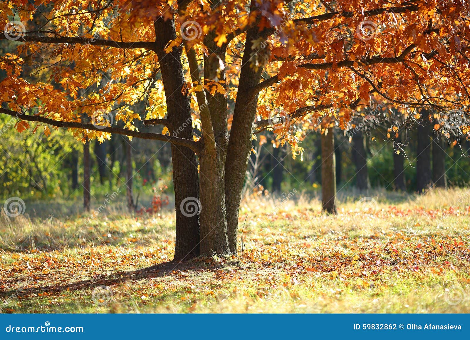 Autumn Trees with Gold Leaves Stock Photo - Image of landscape, trees ...