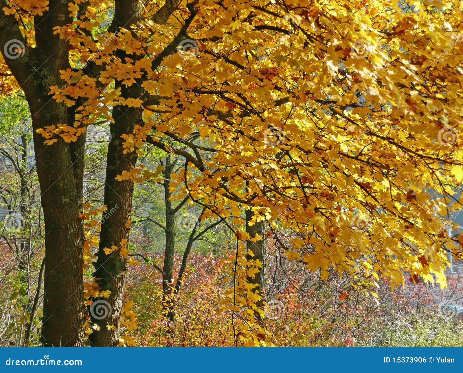 Autumn Trees with Golden Leaves Stock Photo - Image of park, yellow ...