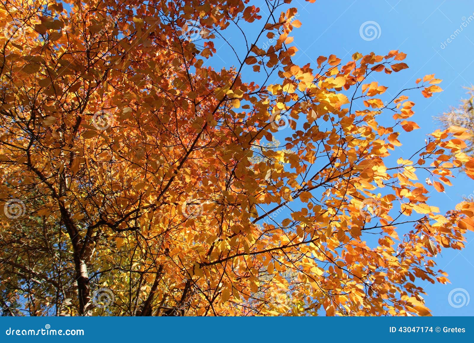 Autumn Trees with Golden Leaves Stock Photo - Image of relaxing, color ...
