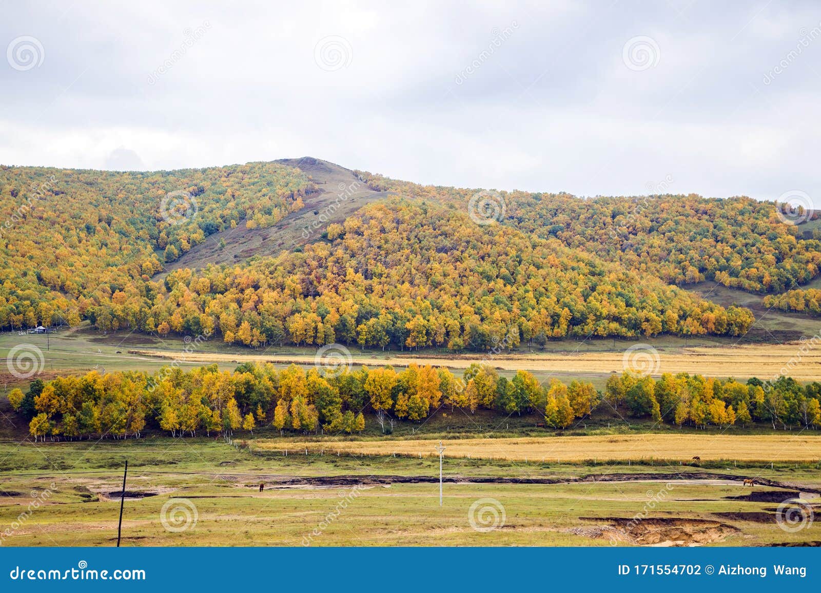 Trees on the hillside stock photo. Image of colors, tree - 171554702