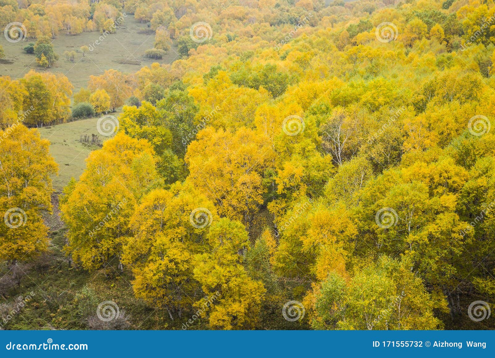Trees on the hillside stock photo. Image of autumn, colorful - 171555732