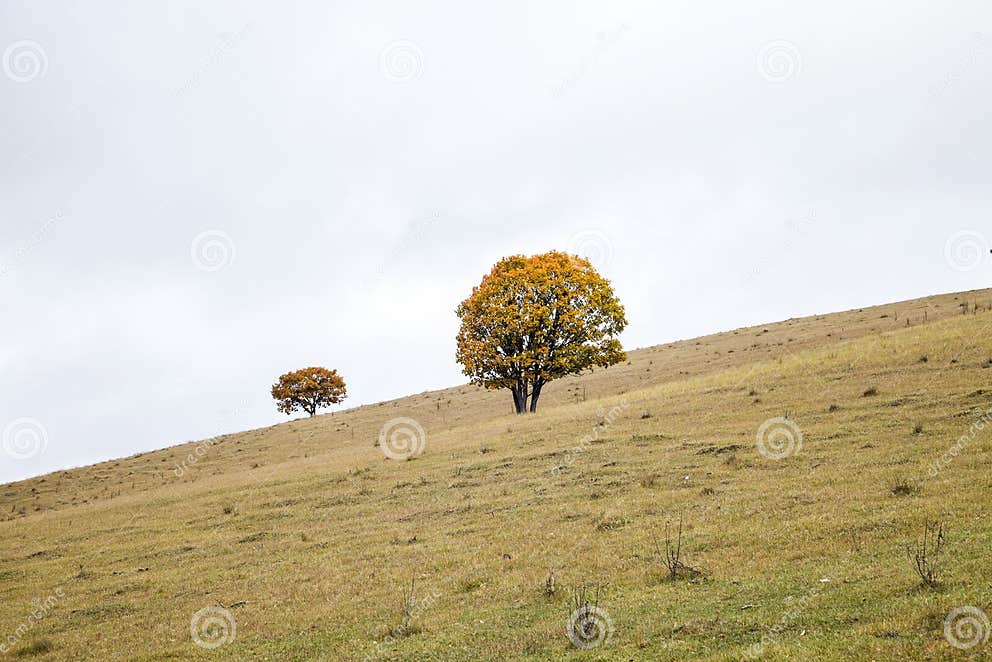 Trees on the hillside stock photo. Image of autumn, tree - 172166176