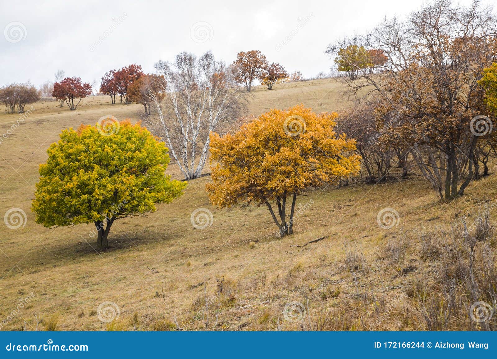 Trees on the hillside stock photo. Image of travel, fall - 172166244