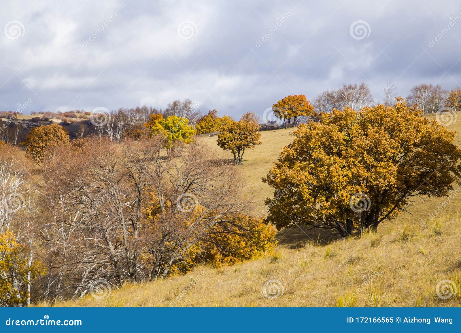 Trees on the hillside stock image. Image of colors, tree - 172166565