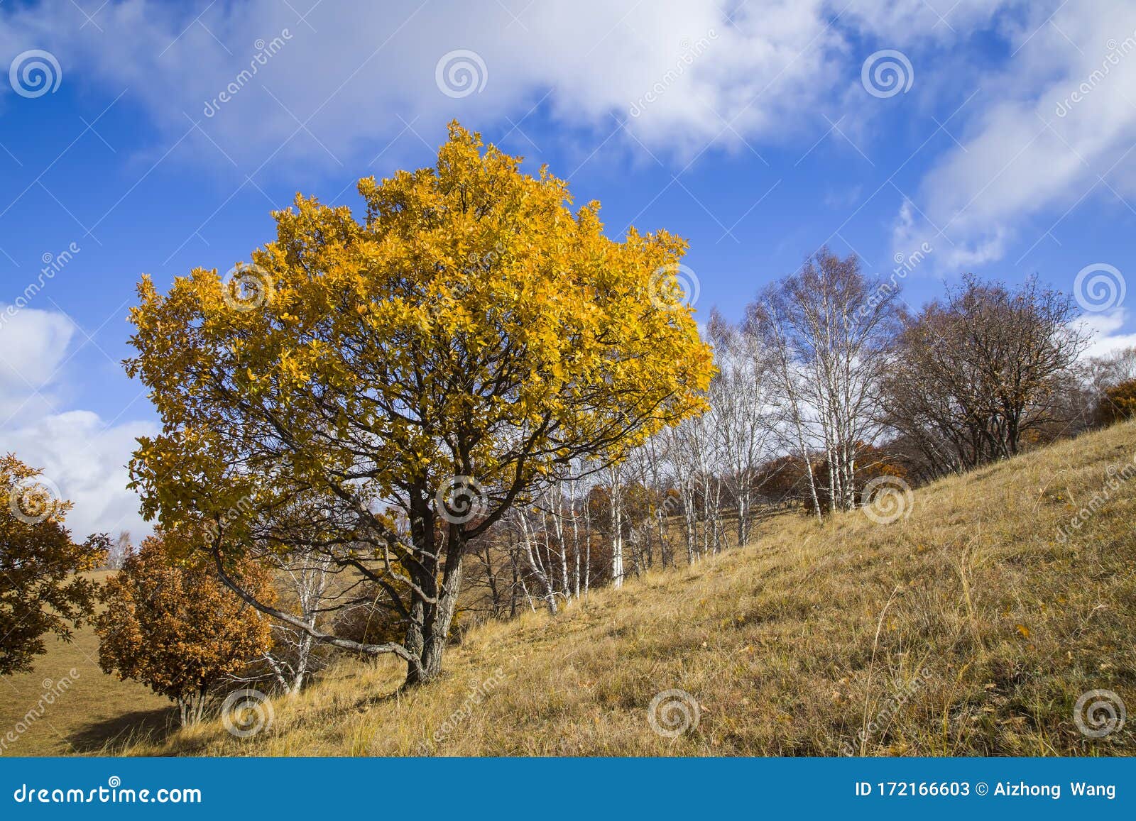 Trees on the hillside stock image. Image of autumn, mixed - 172166603