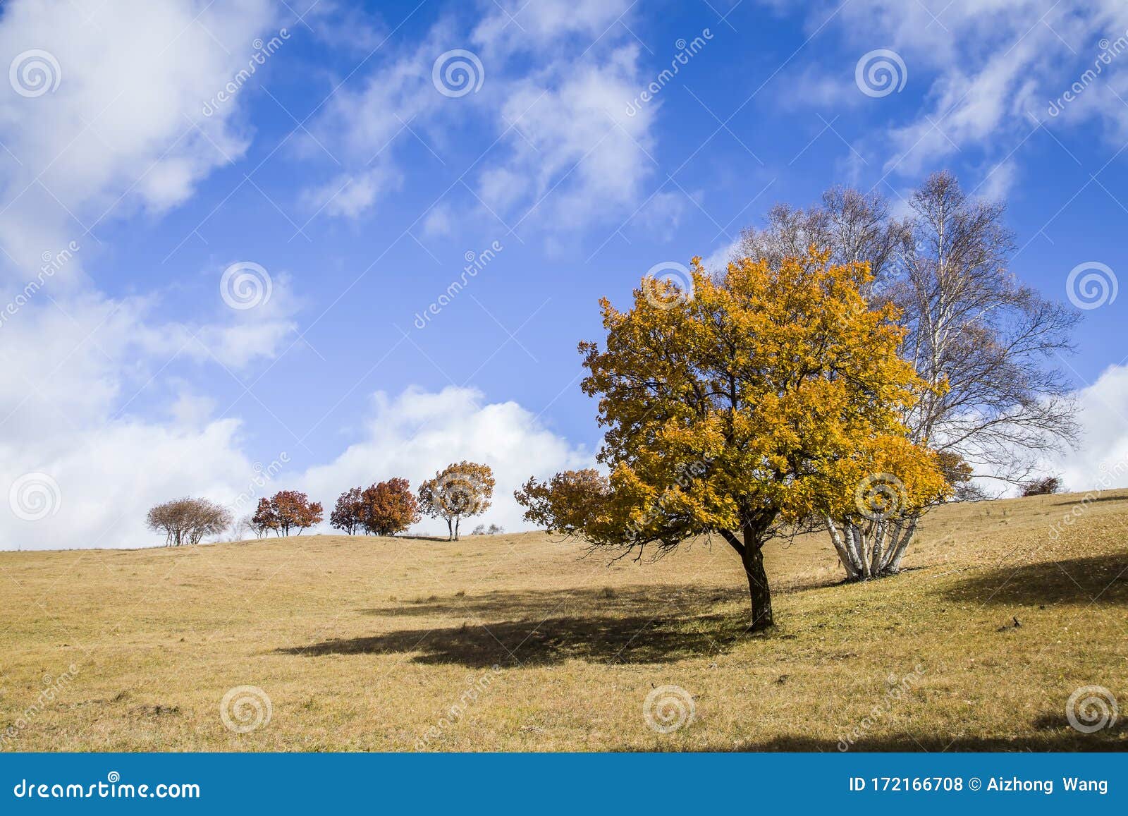 Trees on the hillside stock photo. Image of wood, yellow - 172166708