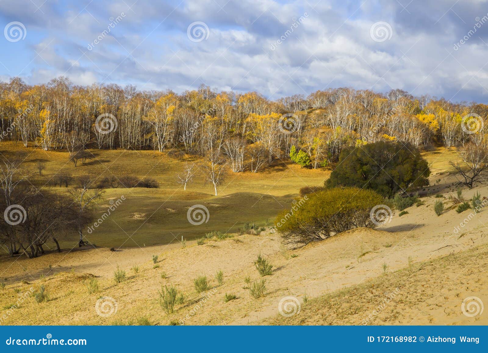 Trees on the hillside stock photo. Image of slope, colors - 172168982