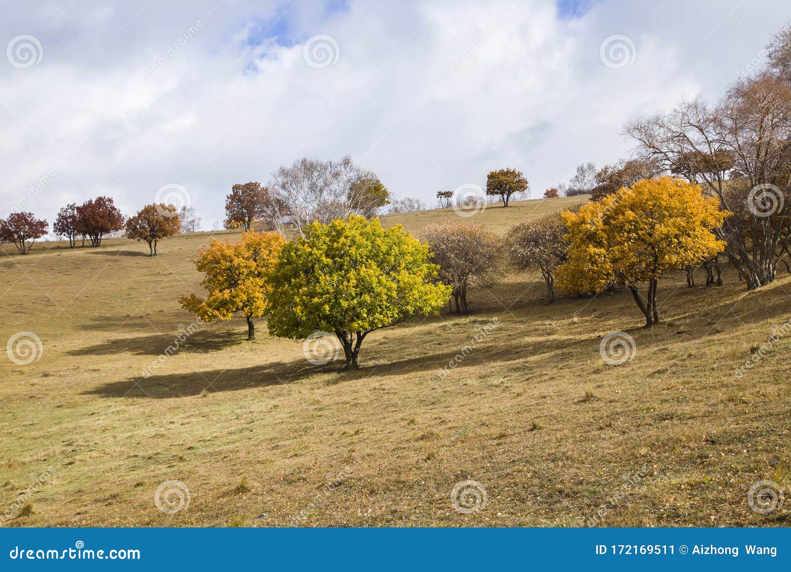 Trees on the hillside stock image. Image of foliage - 172169511