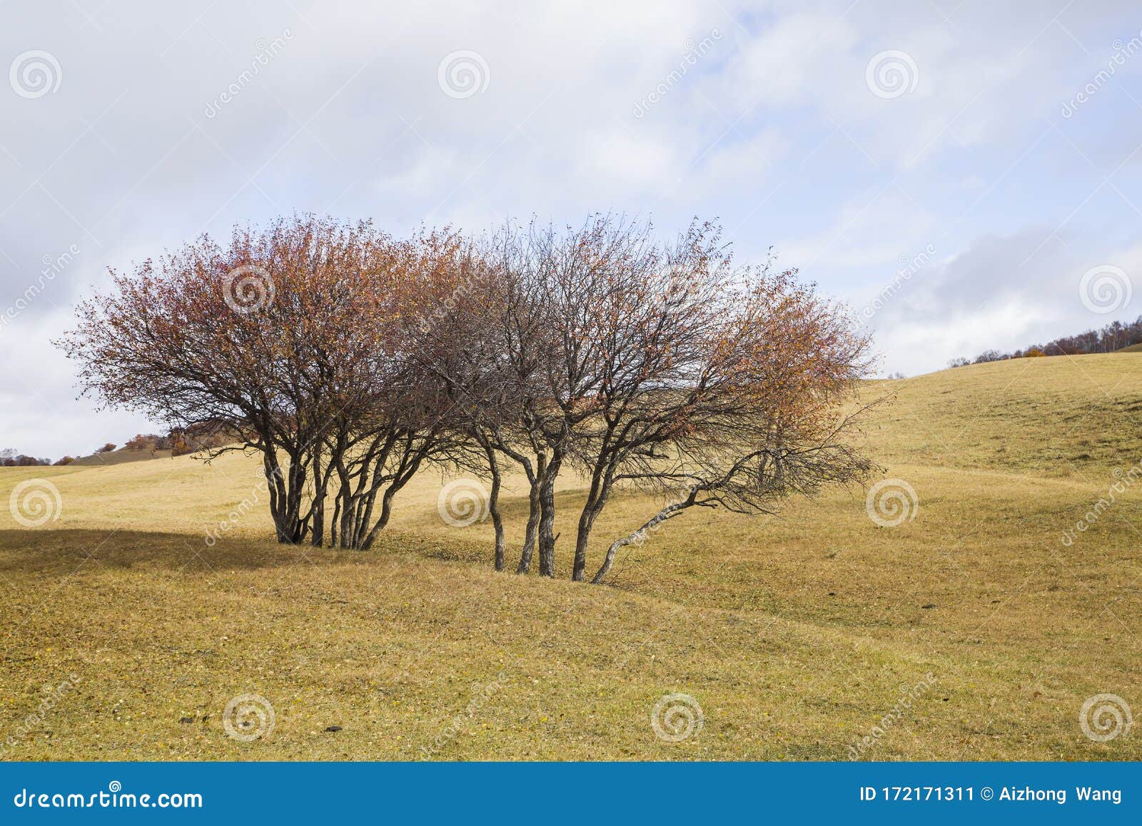 Trees on the hillside stock image. Image of fall, countryside - 172171311