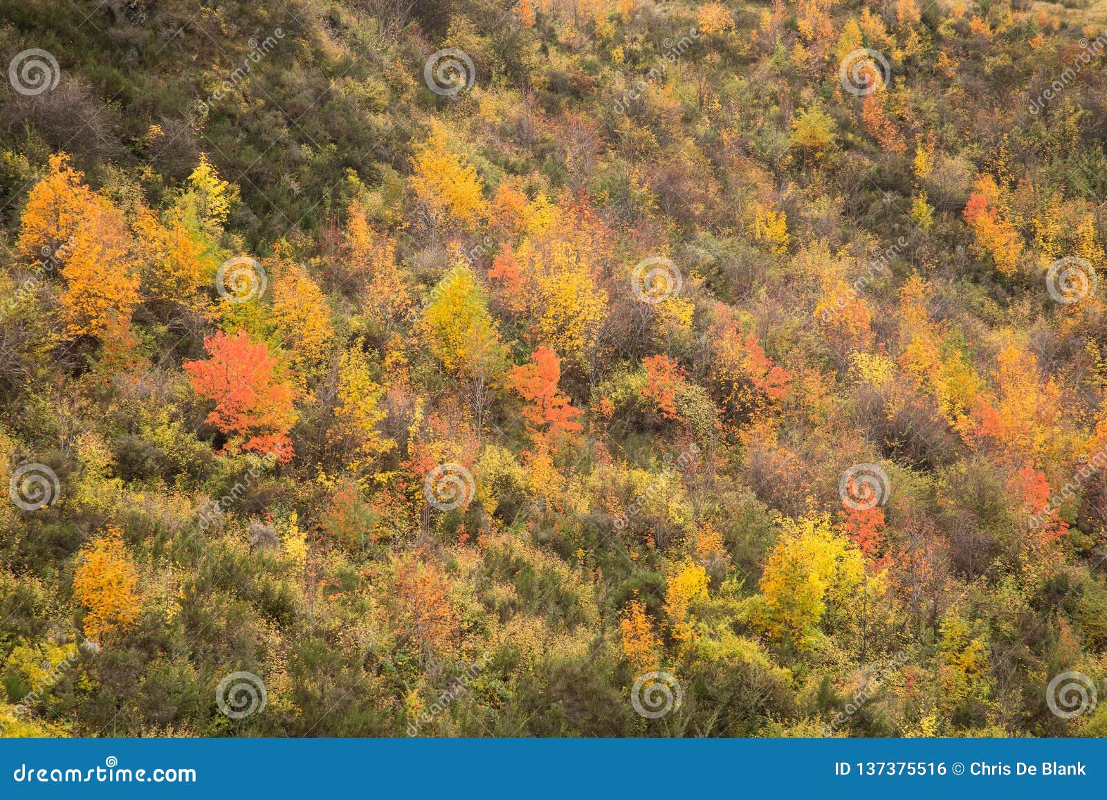 Autumn Trees on Hillside Arrowtown Stock Photo - Image of autumn, fall ...