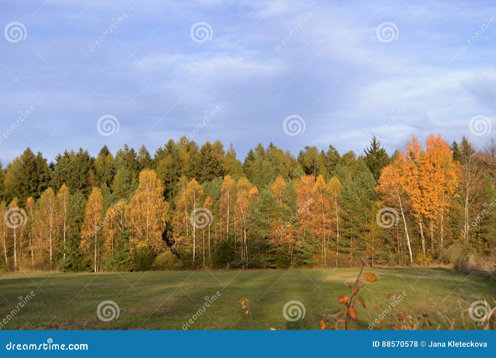 Autumn Trees Horizontal Simple Background Stock Photo - Image of ...
