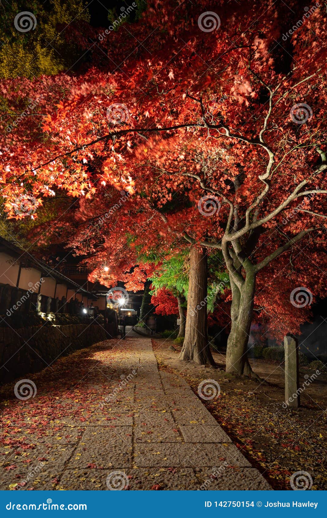 Autumn Trees Red Leaves in Japan Stock Photo - Image of lighting ...