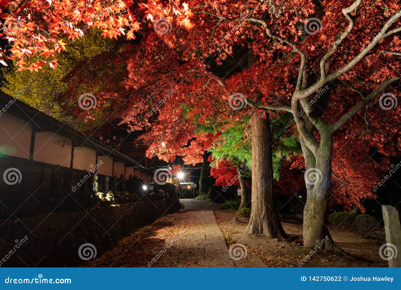 Autumn Trees Red Leaves in Japan Stock Photo - Image of background ...