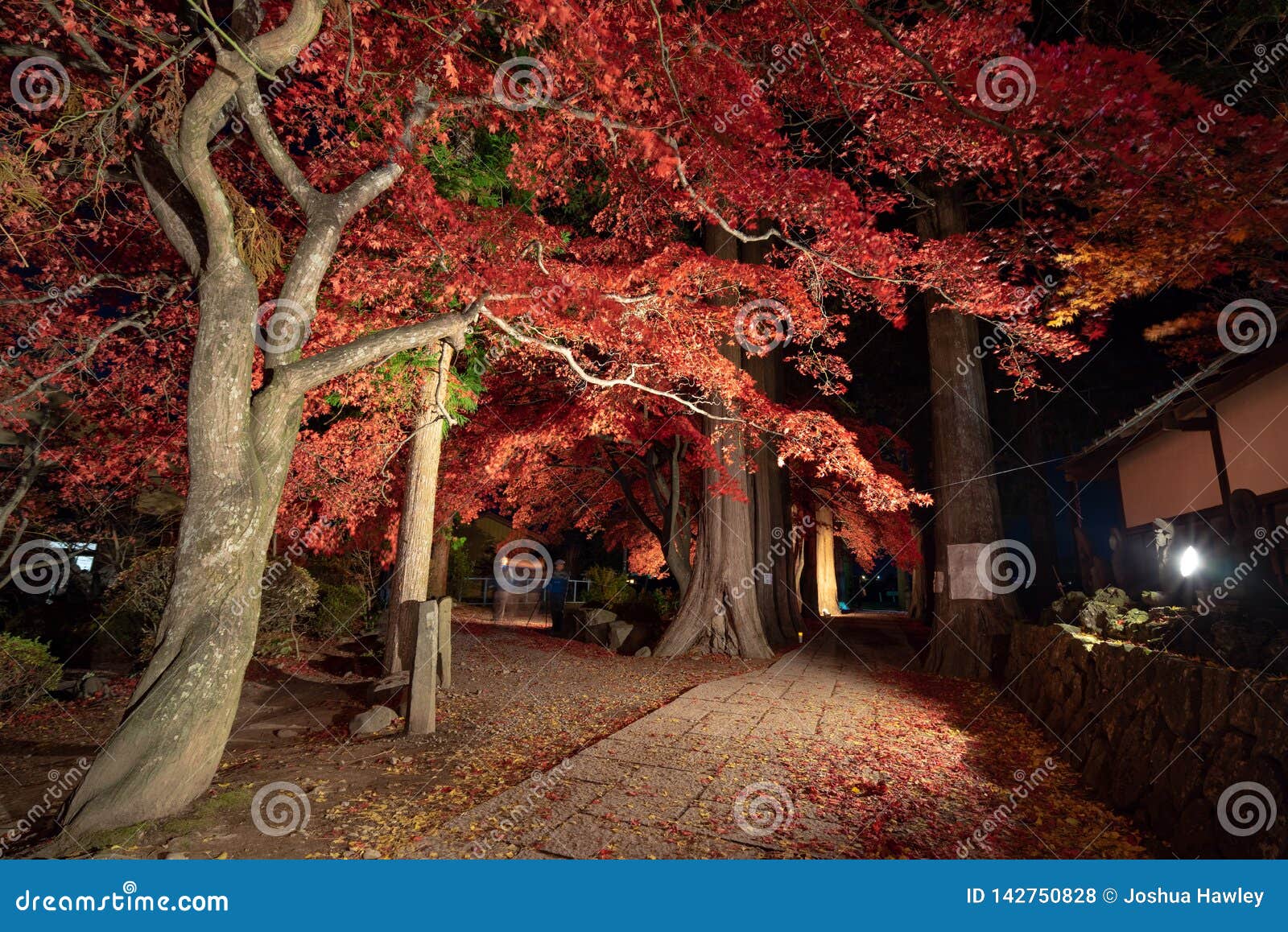 Autumn Trees Red Leaves in Japan Stock Photo - Image of outdoors, japan ...