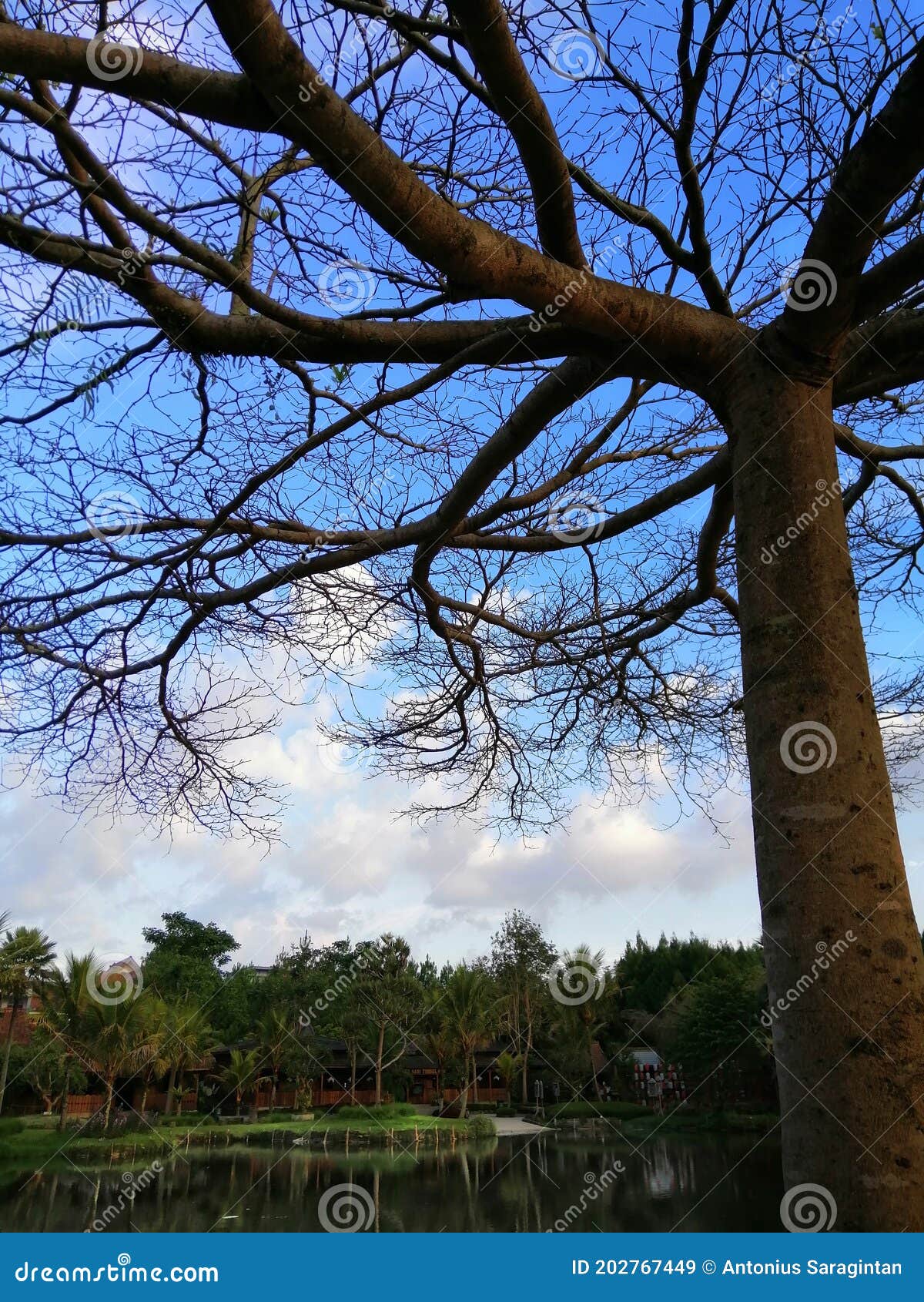 Autumn Trees stock image. Image of flower, branch, branches - 202767449