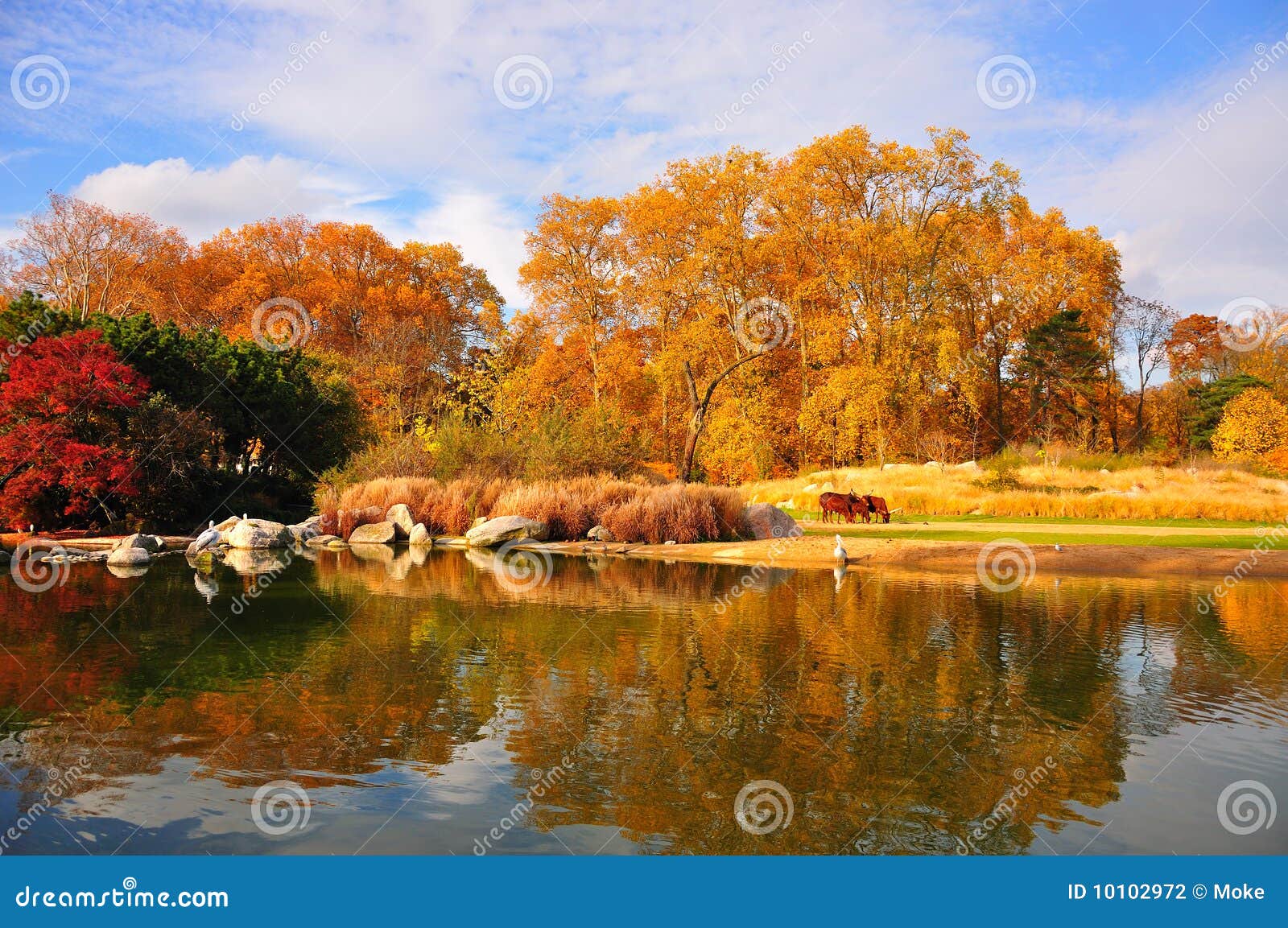 Autumn trees and lake stock photo. Image of water, nature - 10102972