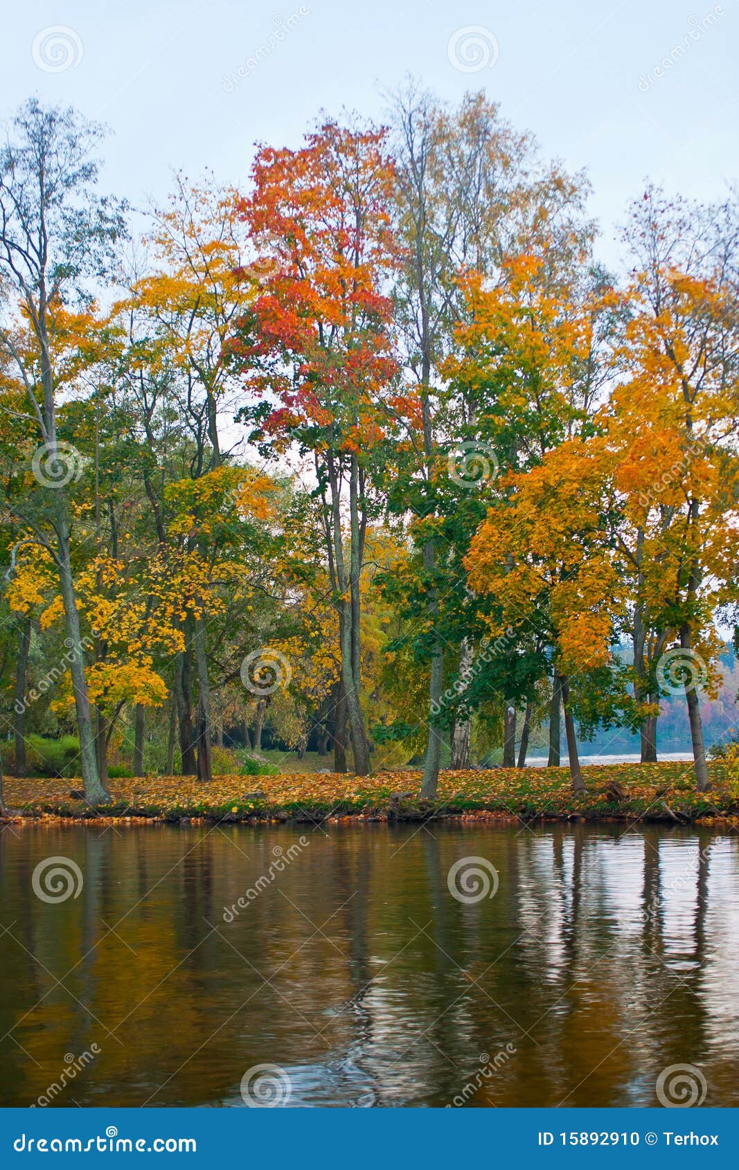 Autumn trees and lake stock photo. Image of trees, leaves - 15892910