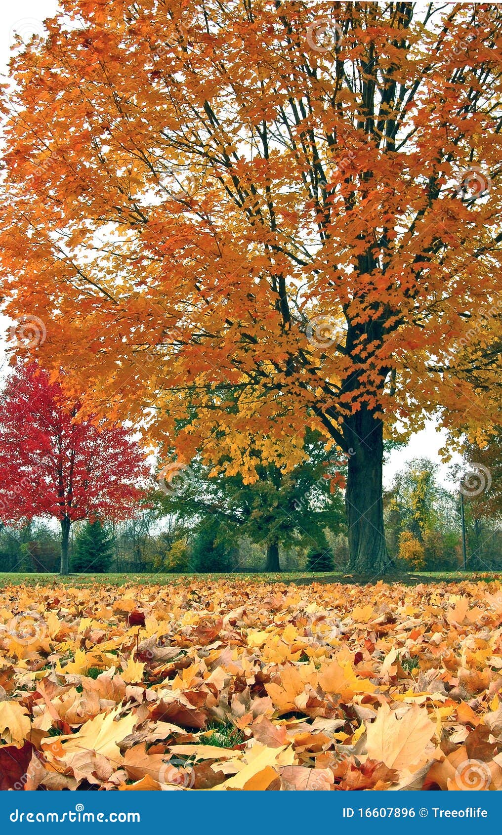 Autumn trees and leaves stock photo. Image of september - 16607896