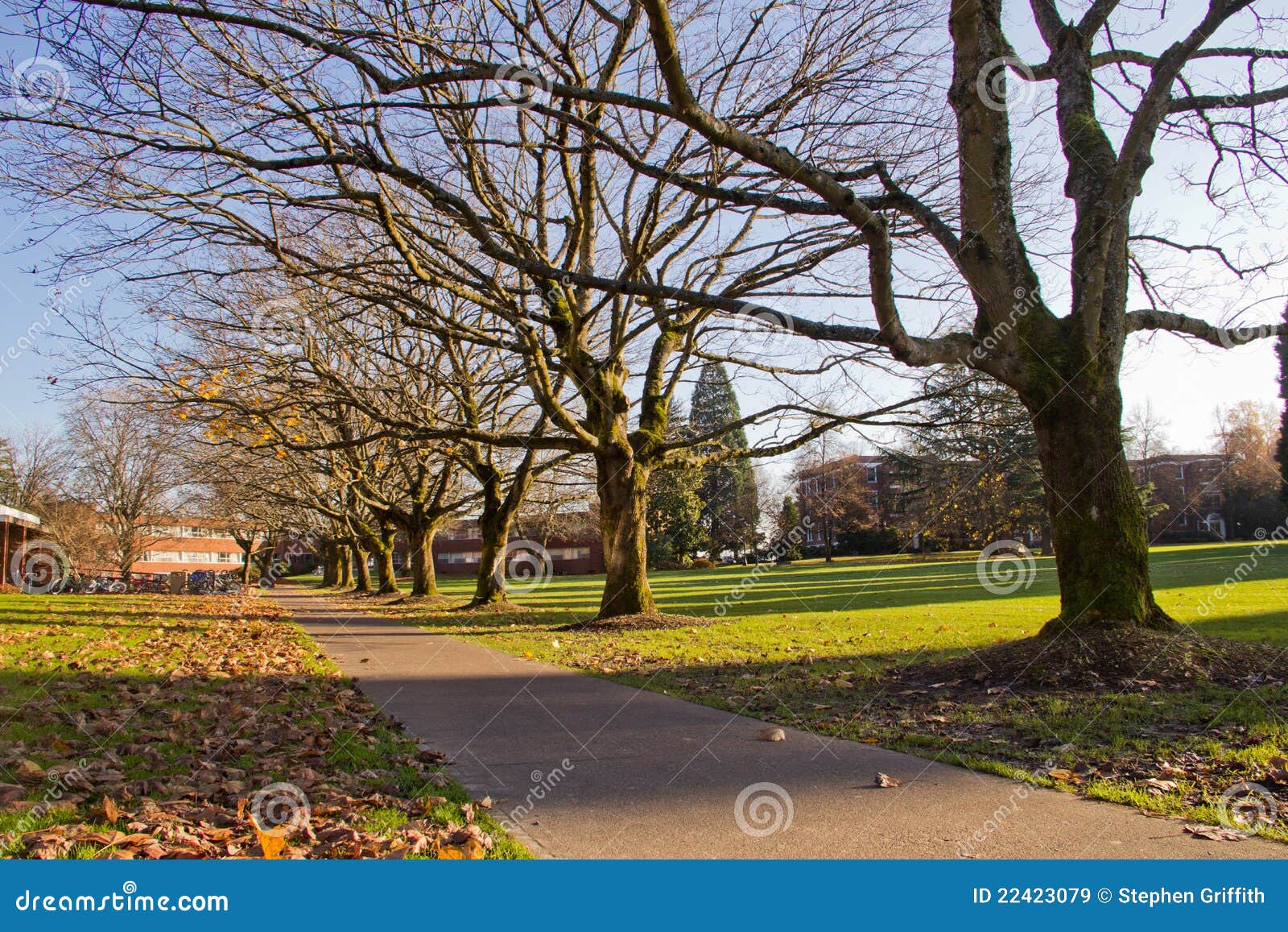 Autumn Trees and Leaves on College Campus Stock Image - Image of ...