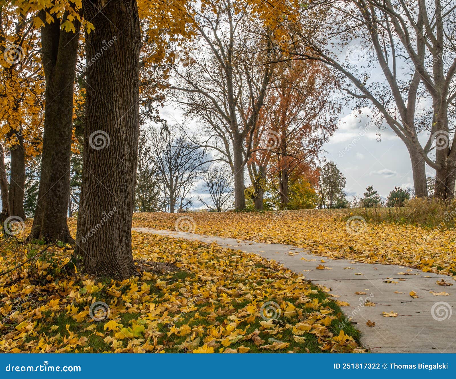 Autumn Trees and Leaves on Curving Path Stock Photo - Image of october ...