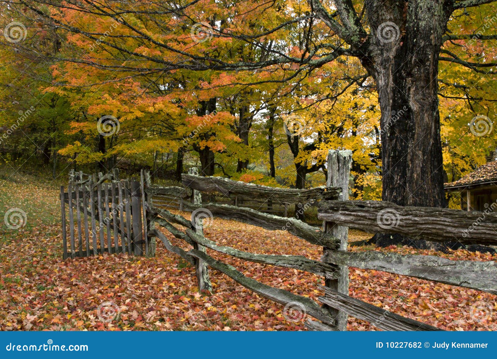 Autumn Trees, Leaves and Fence Stock Photo - Image of october, color ...