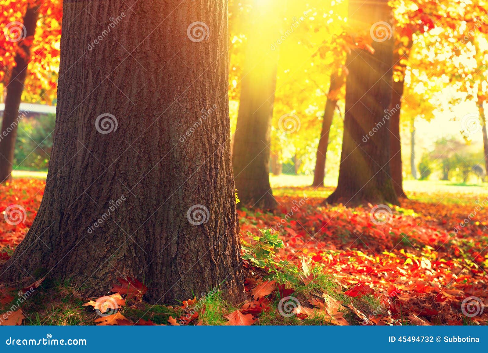 Autumn Trees and Leaves in Sun Light Stock Photo - Image of bright ...