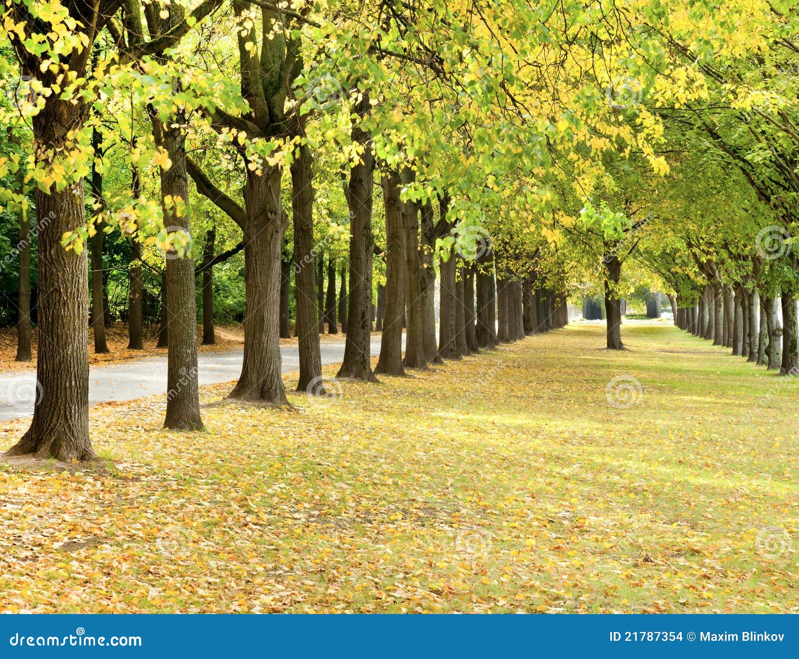 Autumn Trees Line in a Park Stock Photo - Image of october, restful ...