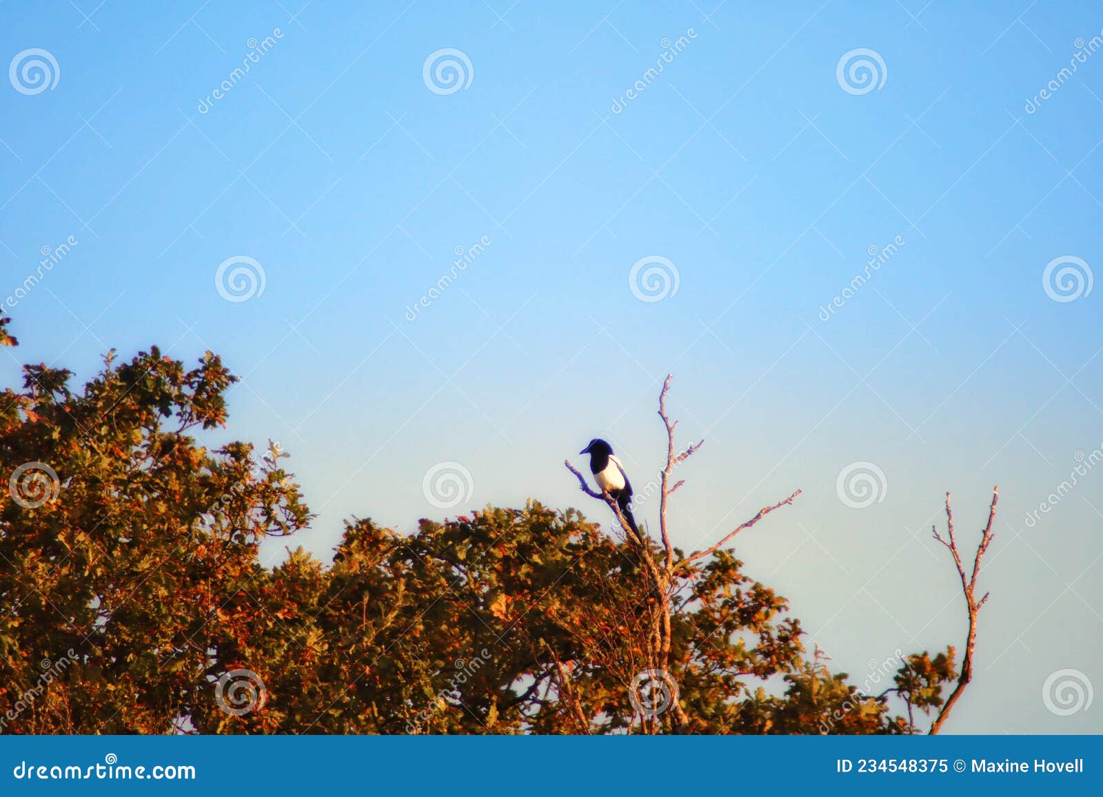 A Magpie Sitting in the High Branches of a Tree Stock Image - Image of ...