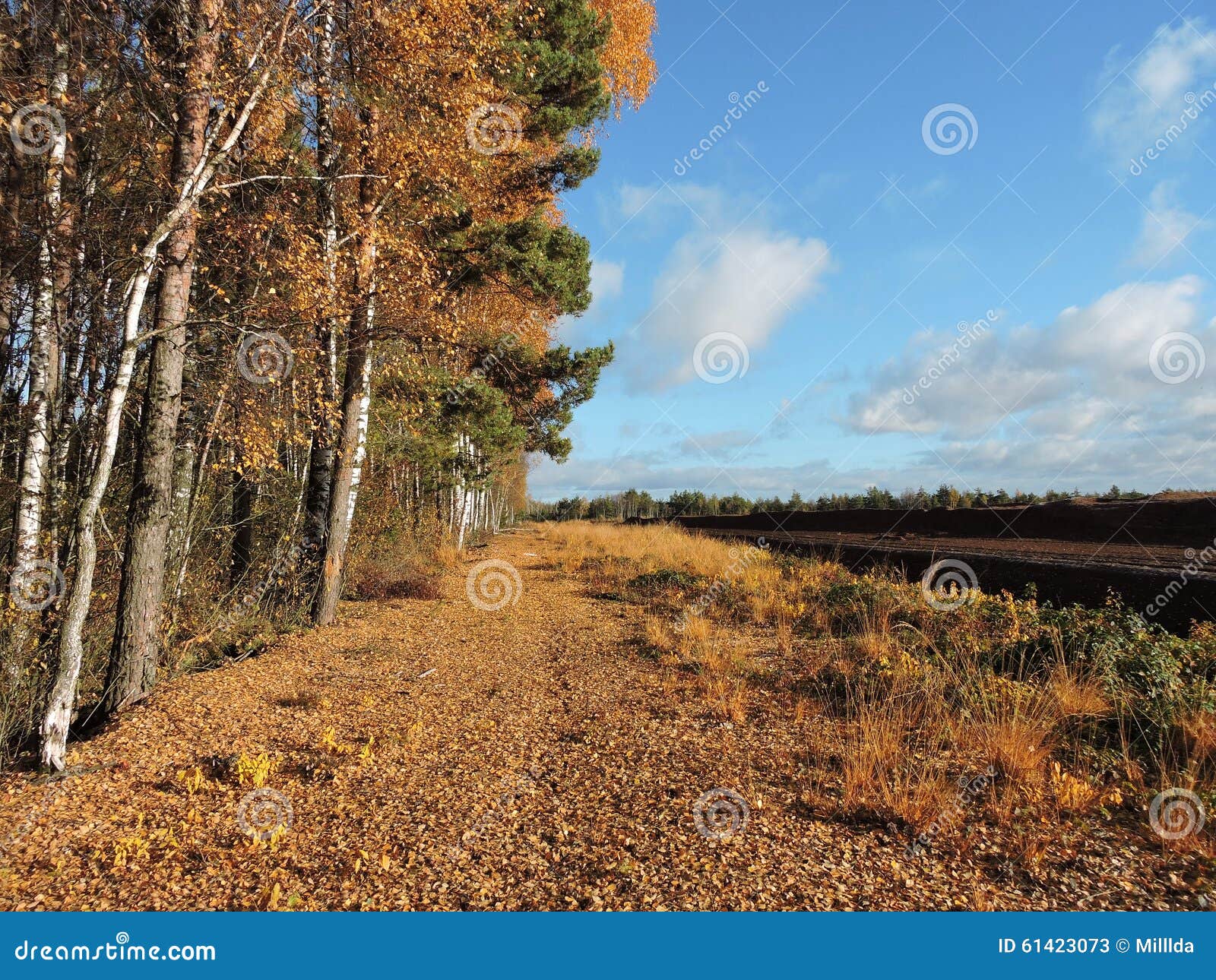 Autumn trees in moor stock image. Image of floral, landscape - 61423073