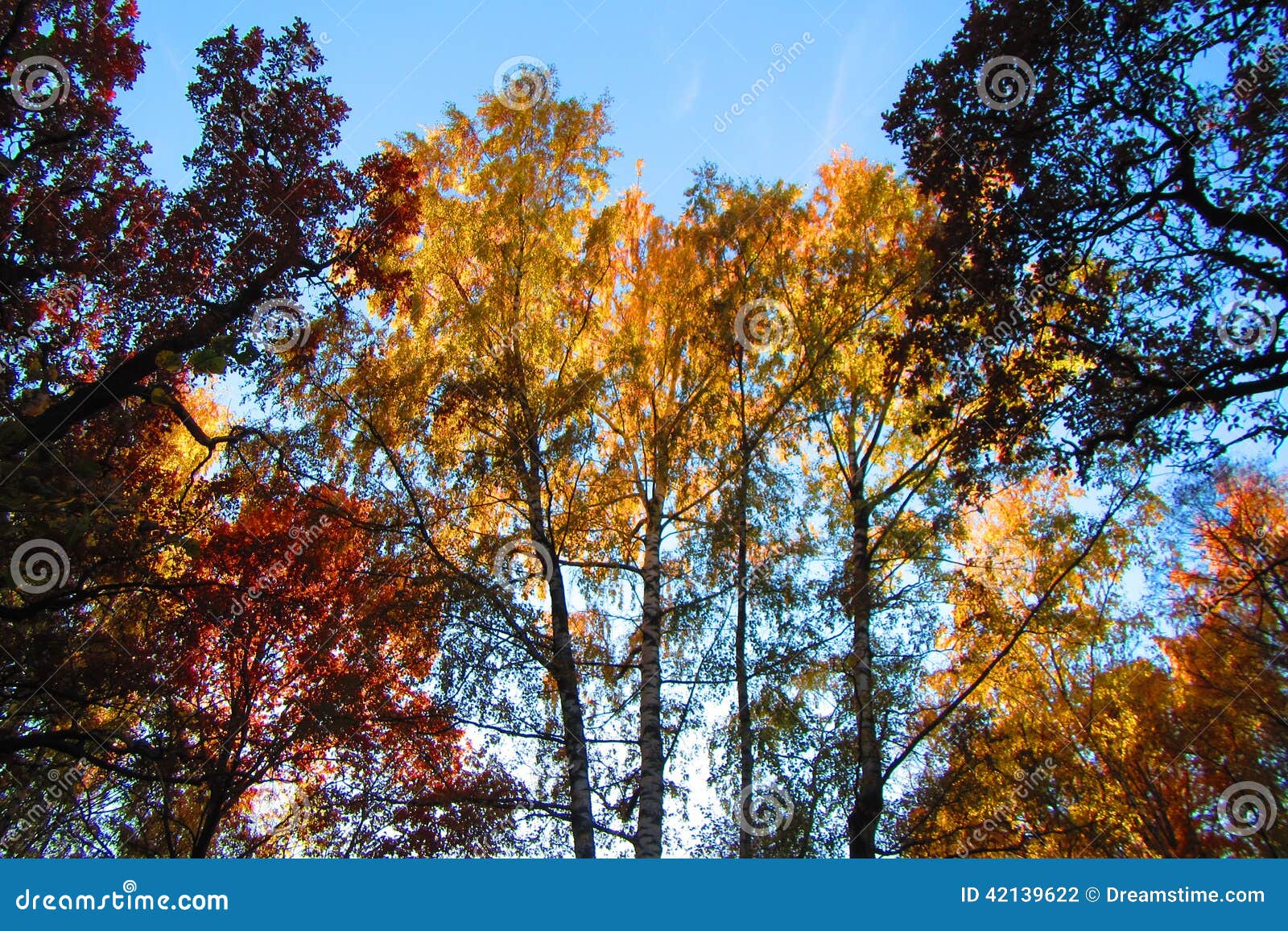 Autumn trees stock photo. Image of autumn, walk, enviroment - 42139622