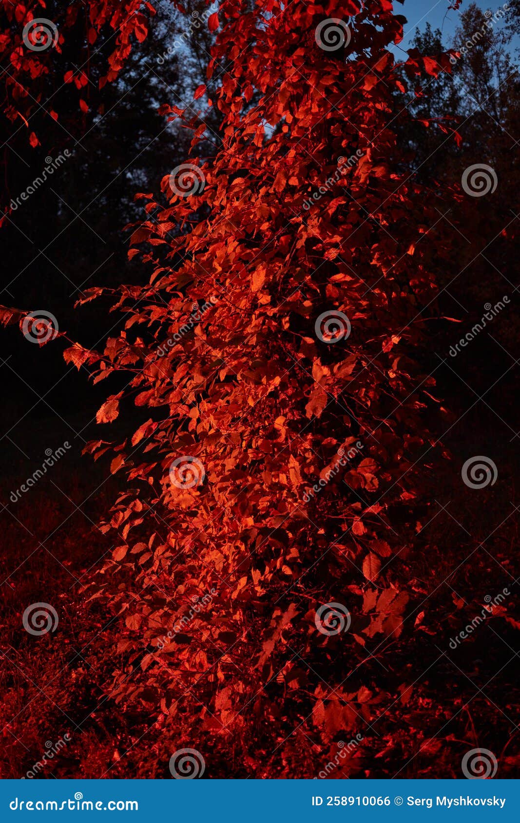 Autumn Trees at Night in Red Neon Stock Photo - Image of forest, leaf ...