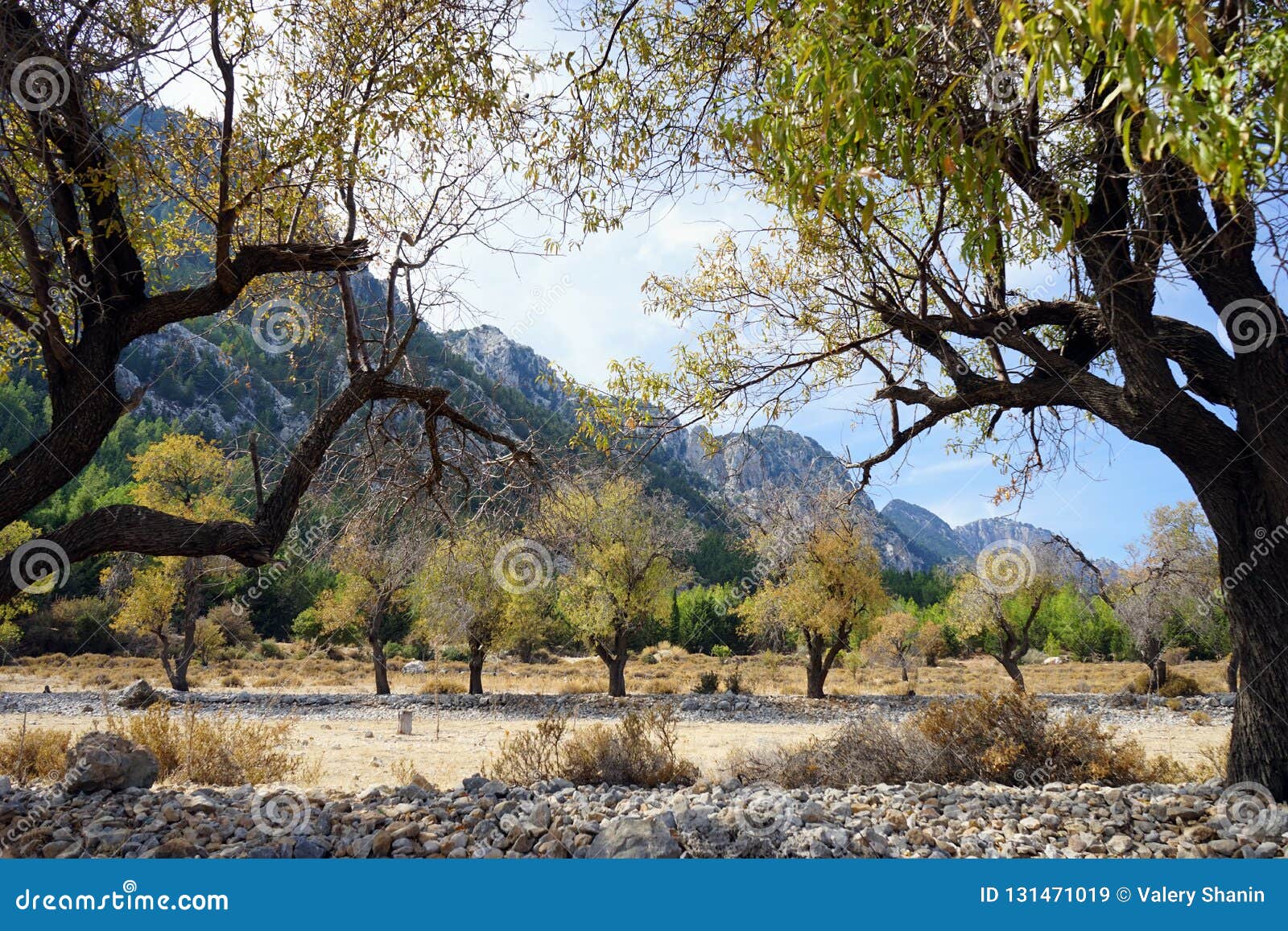 Autumn Trees in North Cyprus Stock Image - Image of rock, mount: 131471019