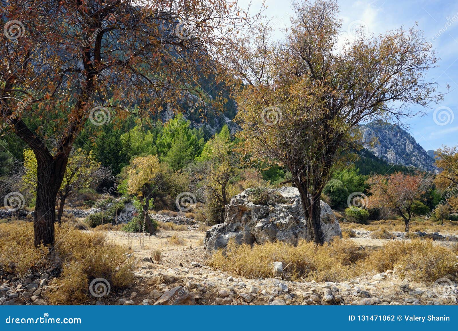 Autumn Trees in North Cyprus Stock Photo - Image of rock, mount: 131471062