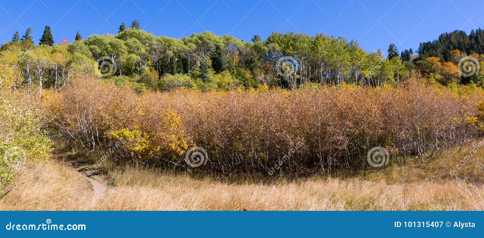Autumn Trees in Northern Utah Mountains Stock Image - Image of colorful ...