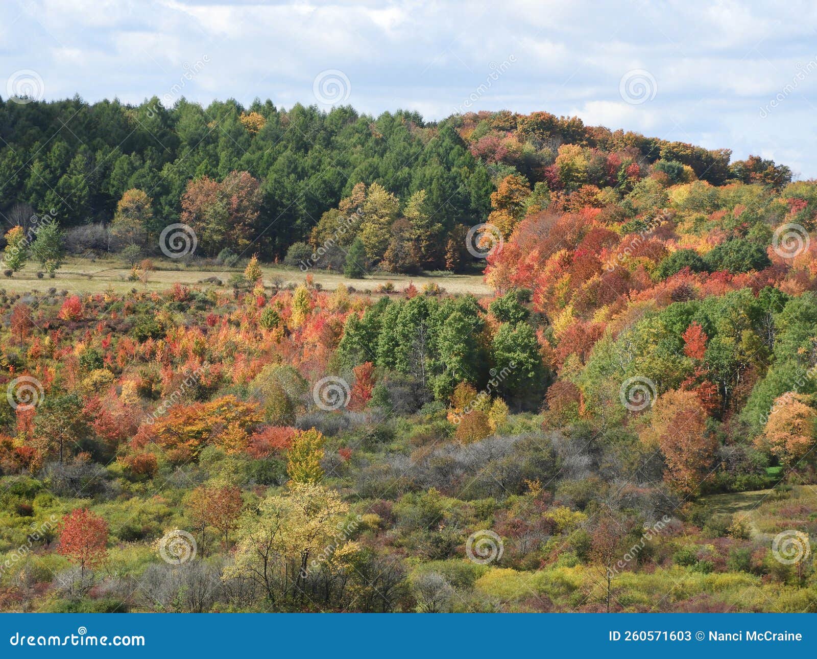 Autumn Trees in Full Color on a Hill in FingerLakes NYS Stock Image ...