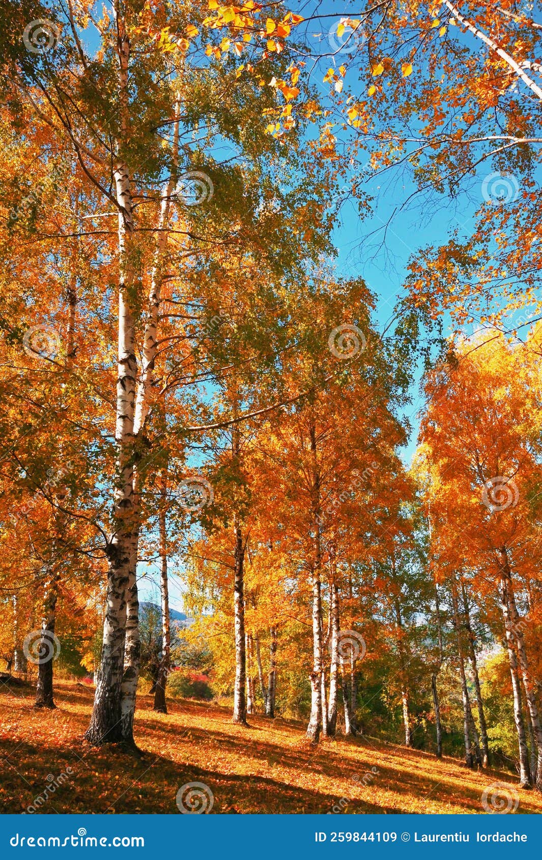 Autumn Trees in October Forest Stock Image - Image of forest, fall ...