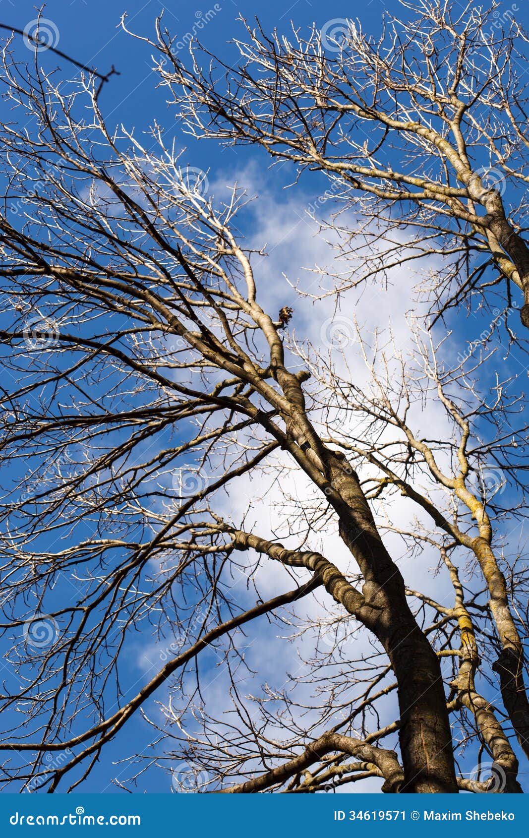 Autumn trees stock image. Image of environment, plants - 34619571