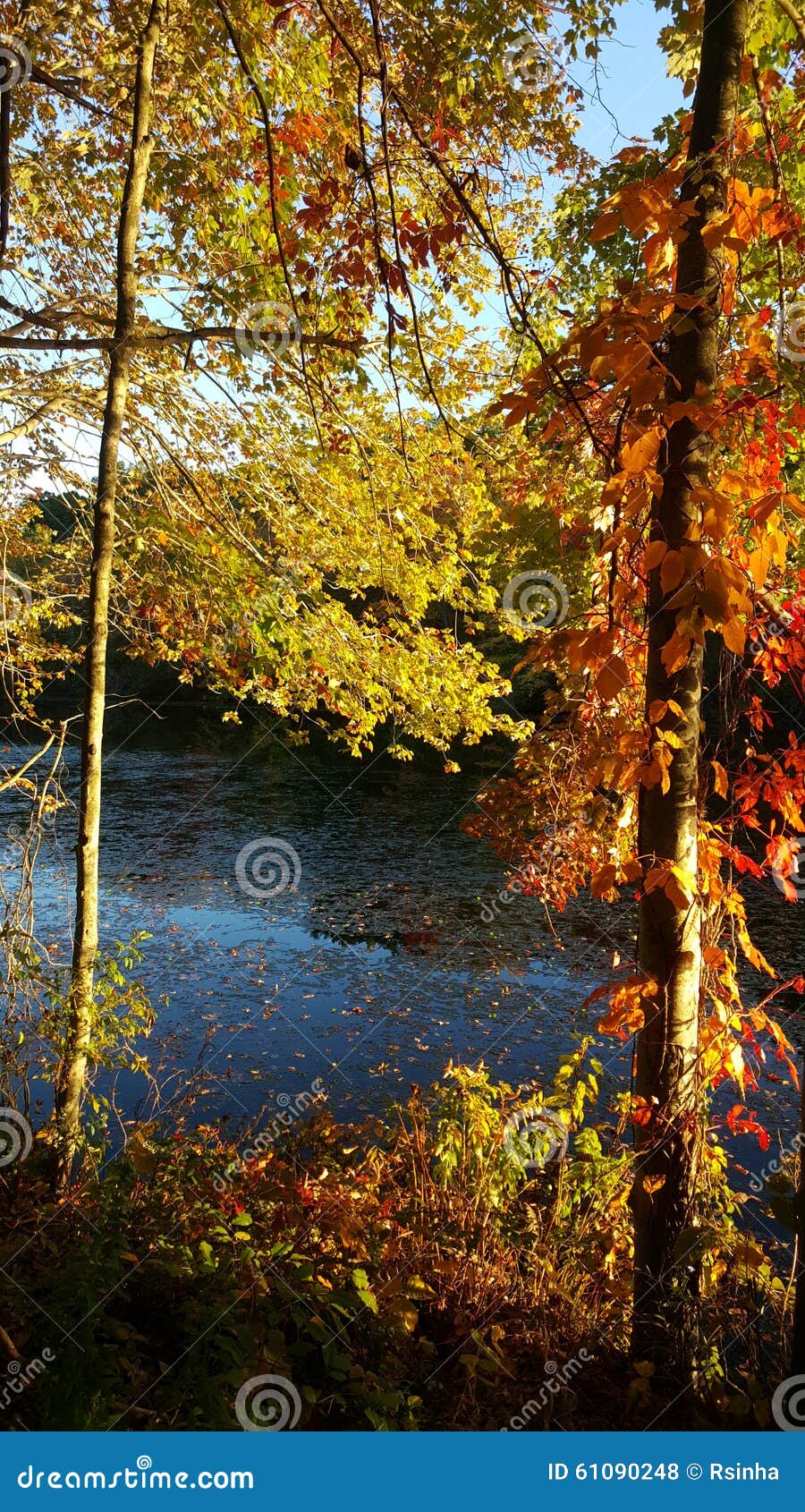 Autumn trees over river stock photo. Image of outdoor - 61090248