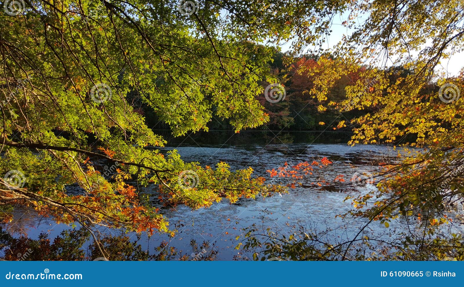 Autumn trees over river stock image. Image of foliage - 61090665