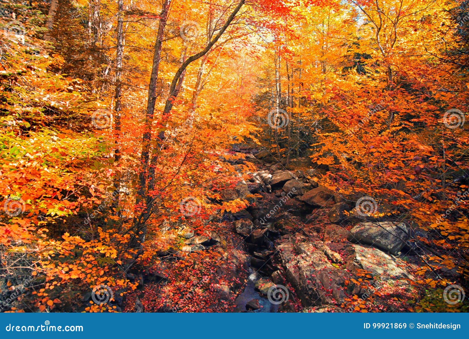 Autumn Trees Over Water Stream Stock Image - Image of river, water ...