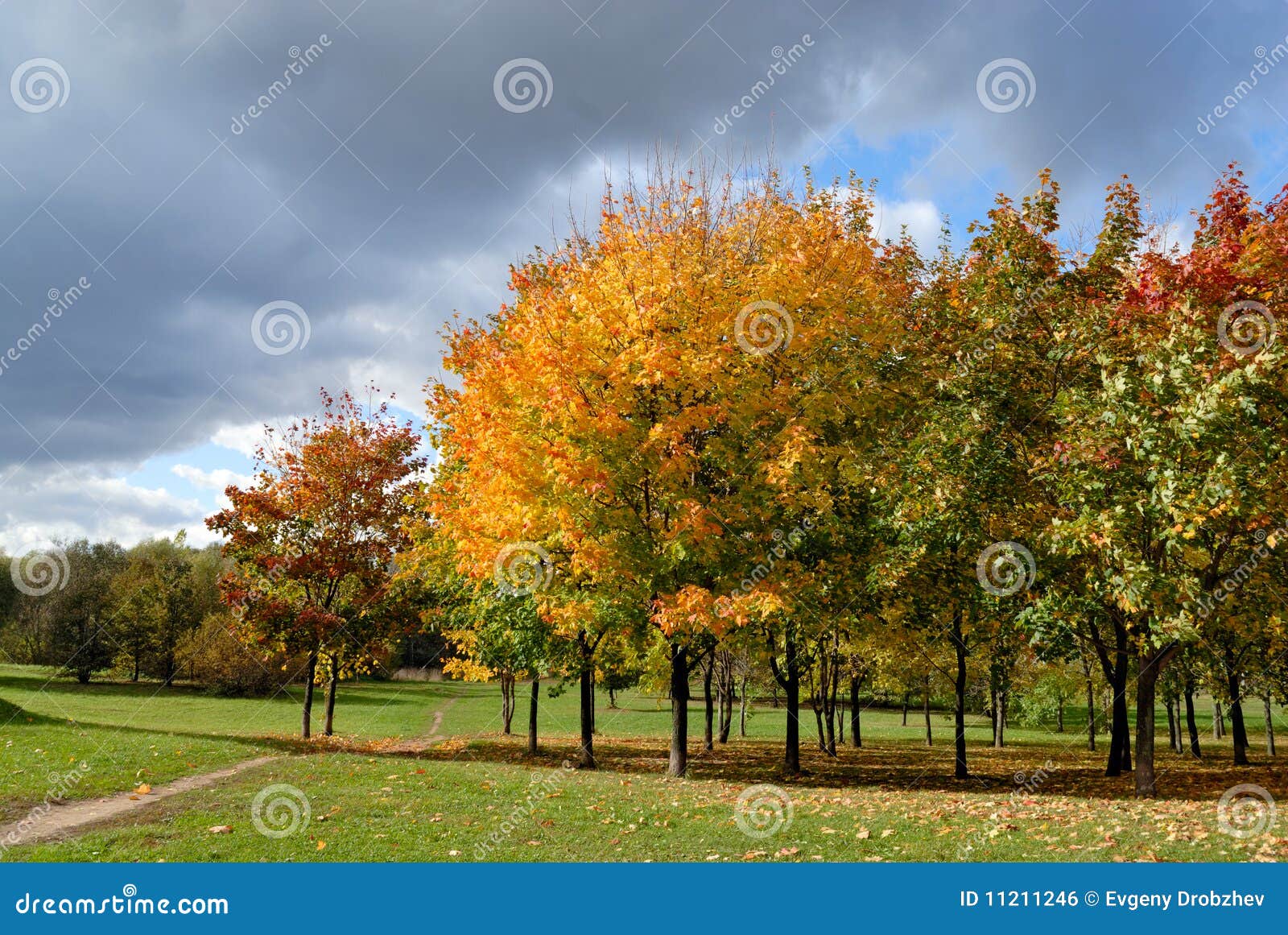 Autumn trees in park stock photo. Image of color, environment - 11211246