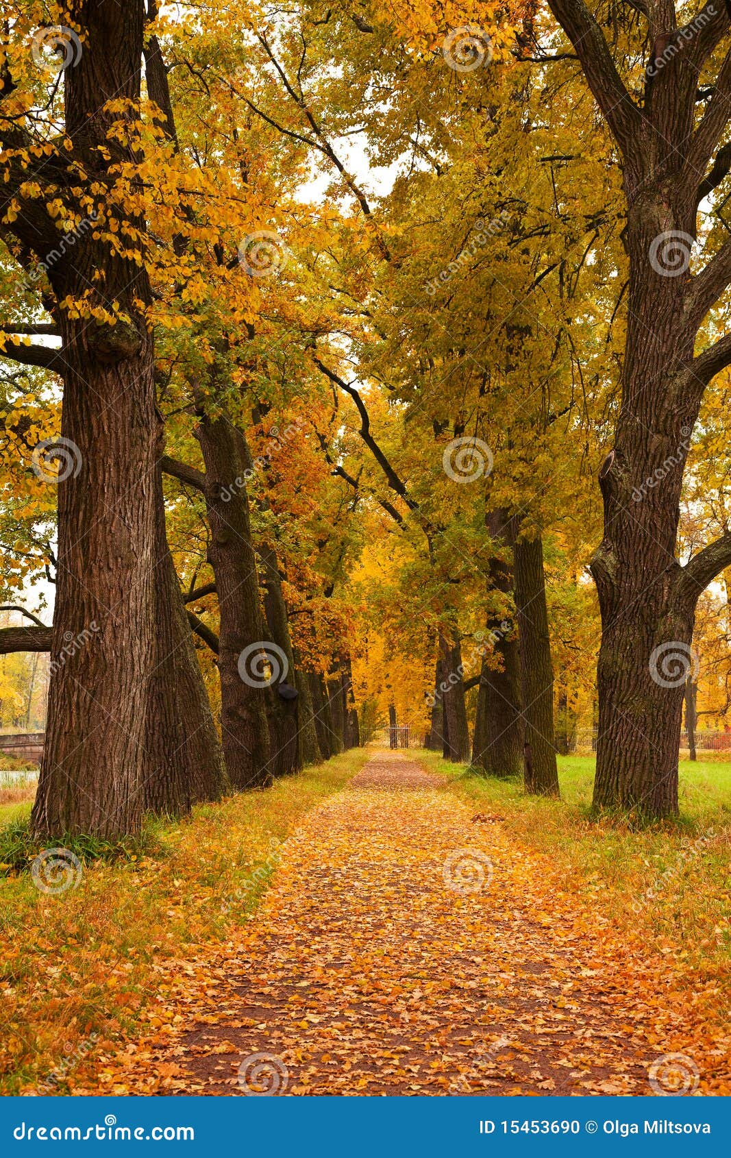 Autumn trees in the park stock photo. Image of november - 15453690