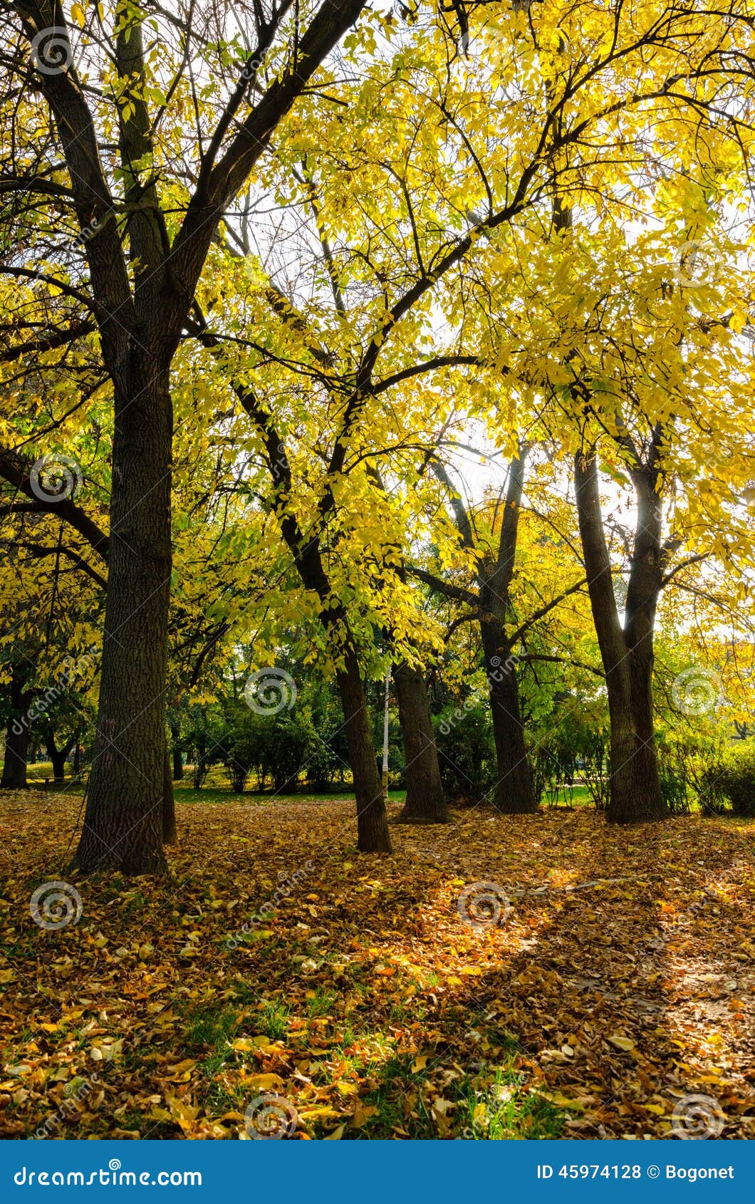 Autumn trees in the park stock photo. Image of autumn - 45974128