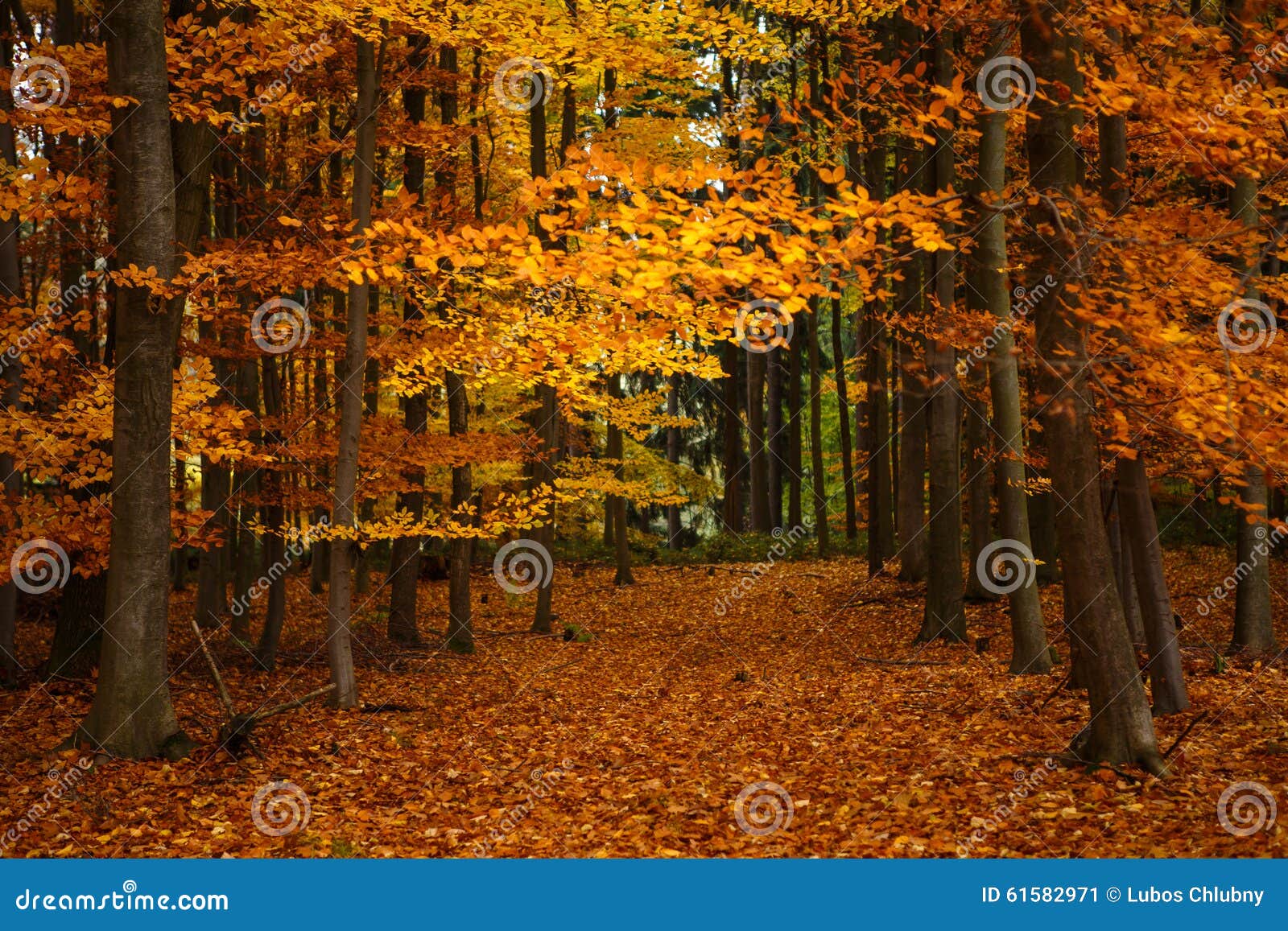 Autumn trees in park stock image. Image of nature, leave - 61582971