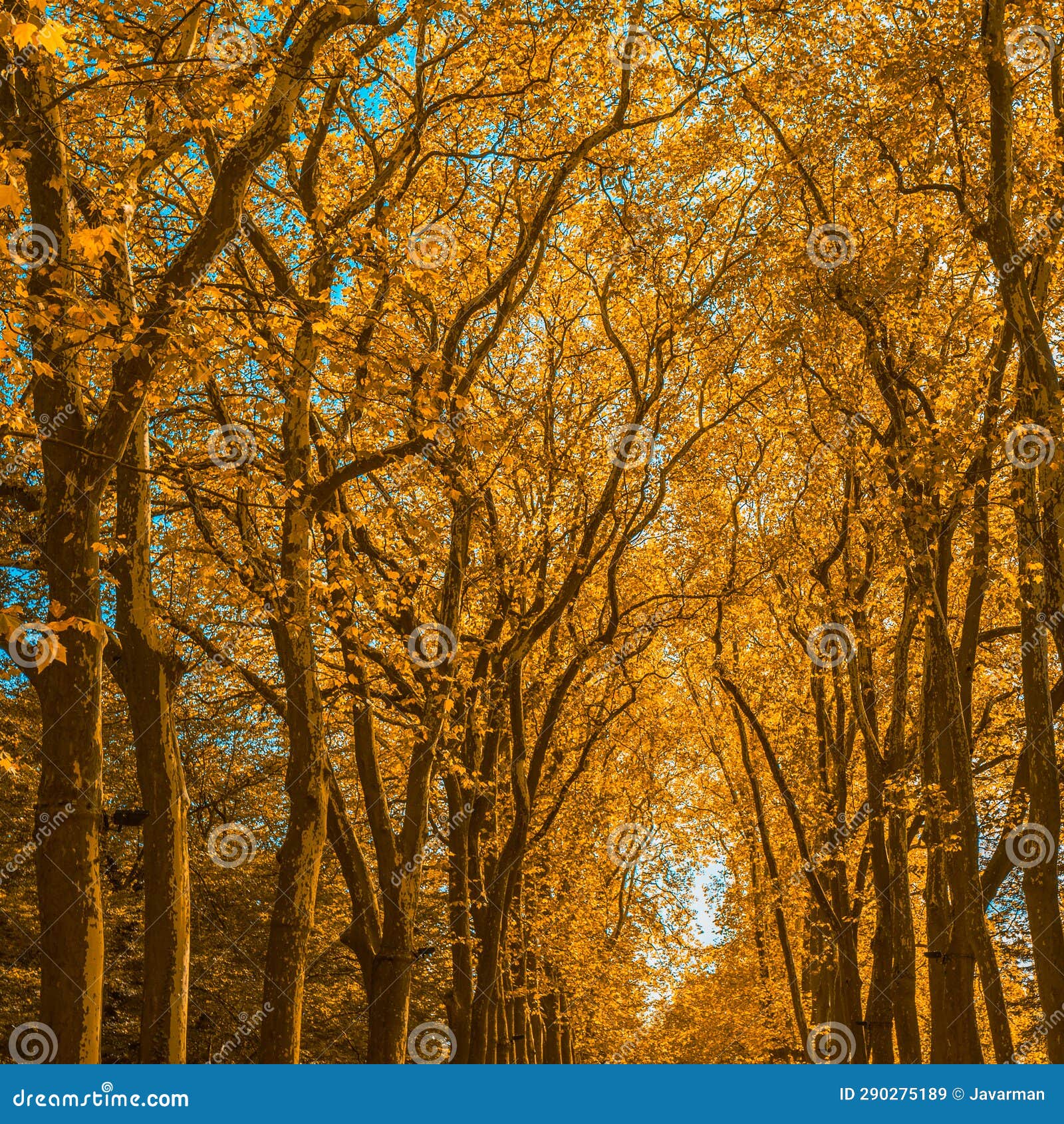 Autumn Trees in the Park, Perfect Fall Scenery Stock Image - Image of ...